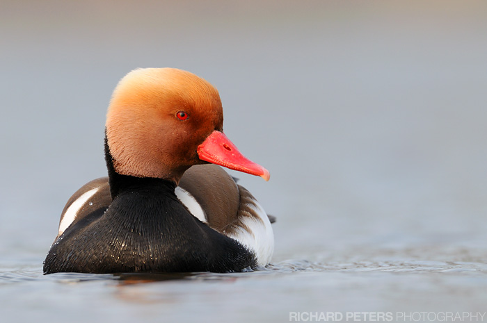 Low Level Shooting | Richard Peters Wildlife Photography