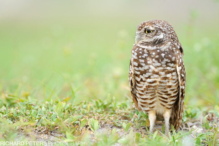 On Location: Burrowing Owls in Florida [video] | Richard Peters ...