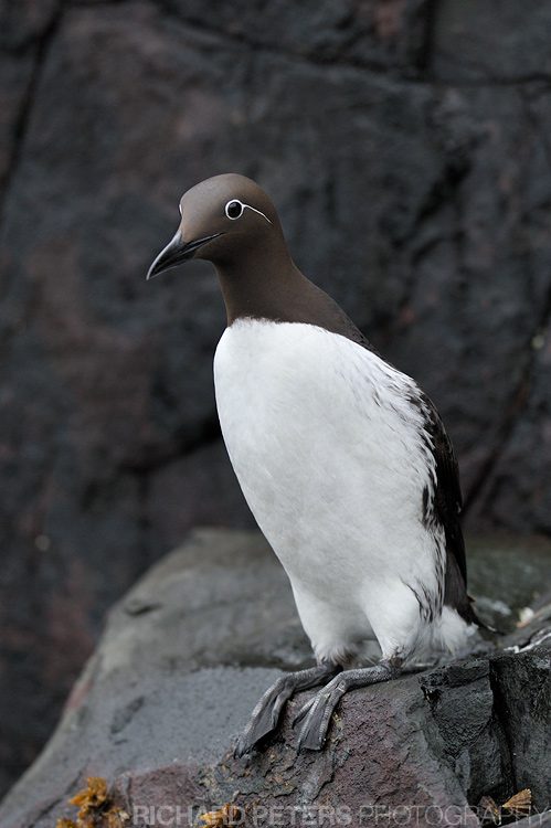 The Farne Islands (aka Project Puffin) | Richard Peters Wildlife ...