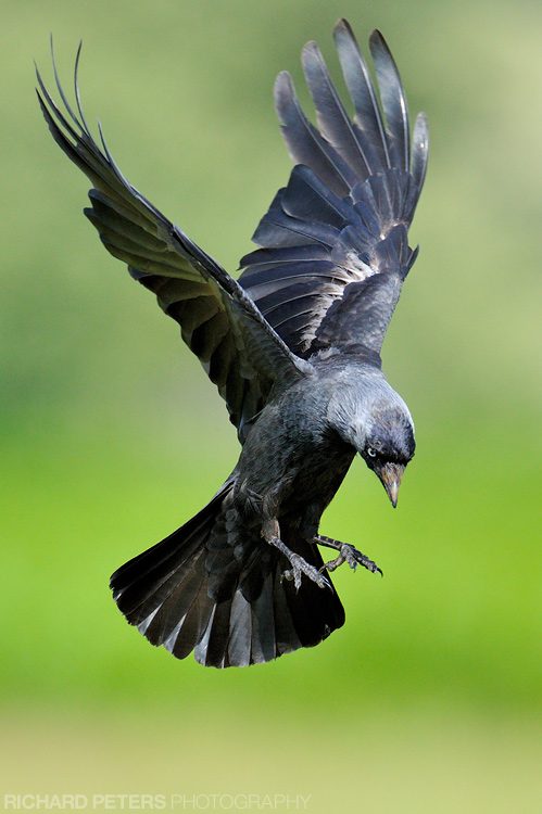 Jackdaw in flight | Richard Peters Wildlife Photography