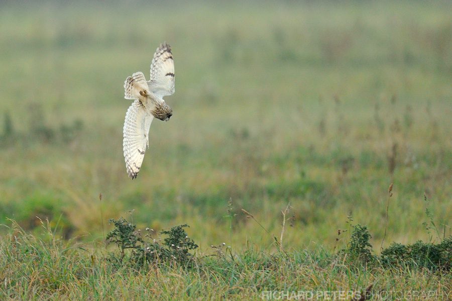 A catch up of recent weeks | Richard Peters Wildlife Photography