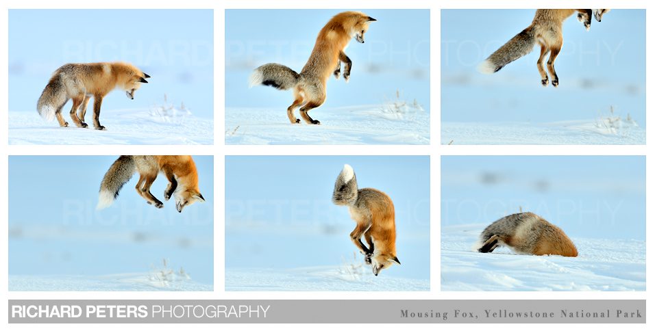 The Curious Case of the Mousing Fox | Richard Peters Wildlife Photography