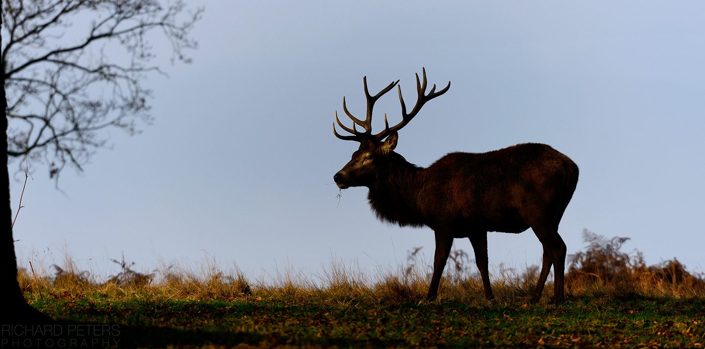 Red Deer panoramic. Pocket of Light. | Richard Peters Wildlife Photography