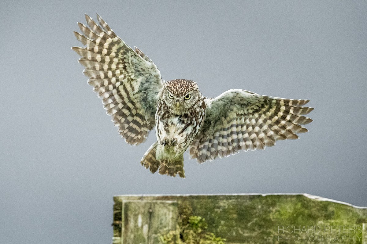 Nikon D5 review: the Beauty is a Beast | Richard Peters Wildlife ...