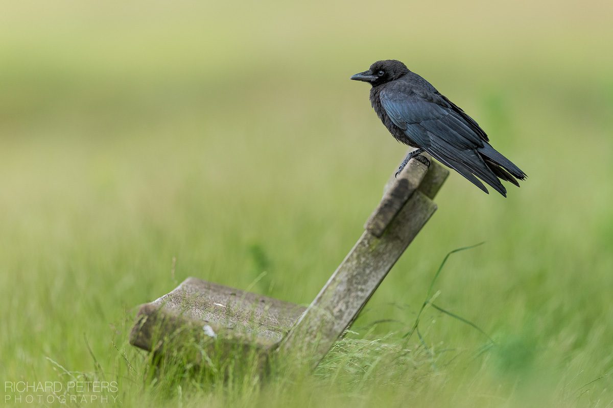 Nikon D500 review: The wildlife photography featherweight champion ...