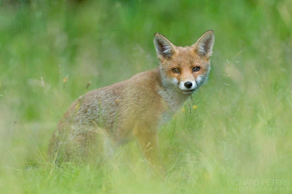 Nikon D500 review: The wildlife photography featherweight champion ...