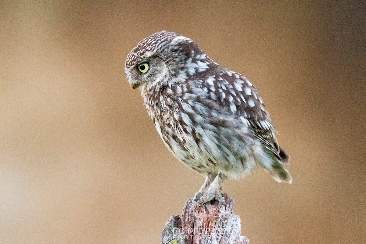Nikon D500 review: The wildlife photography featherweight champion ...
