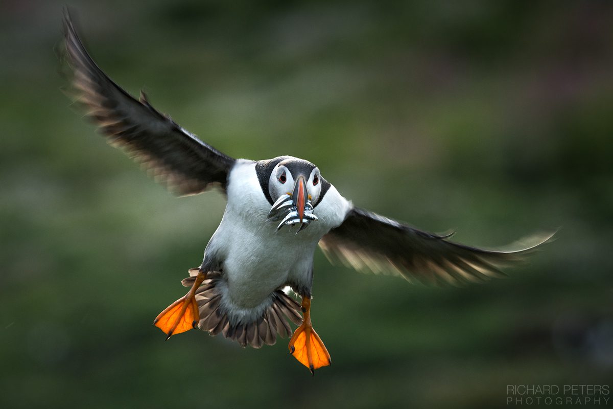 Nikon D500 review: The wildlife photography featherweight champion ...