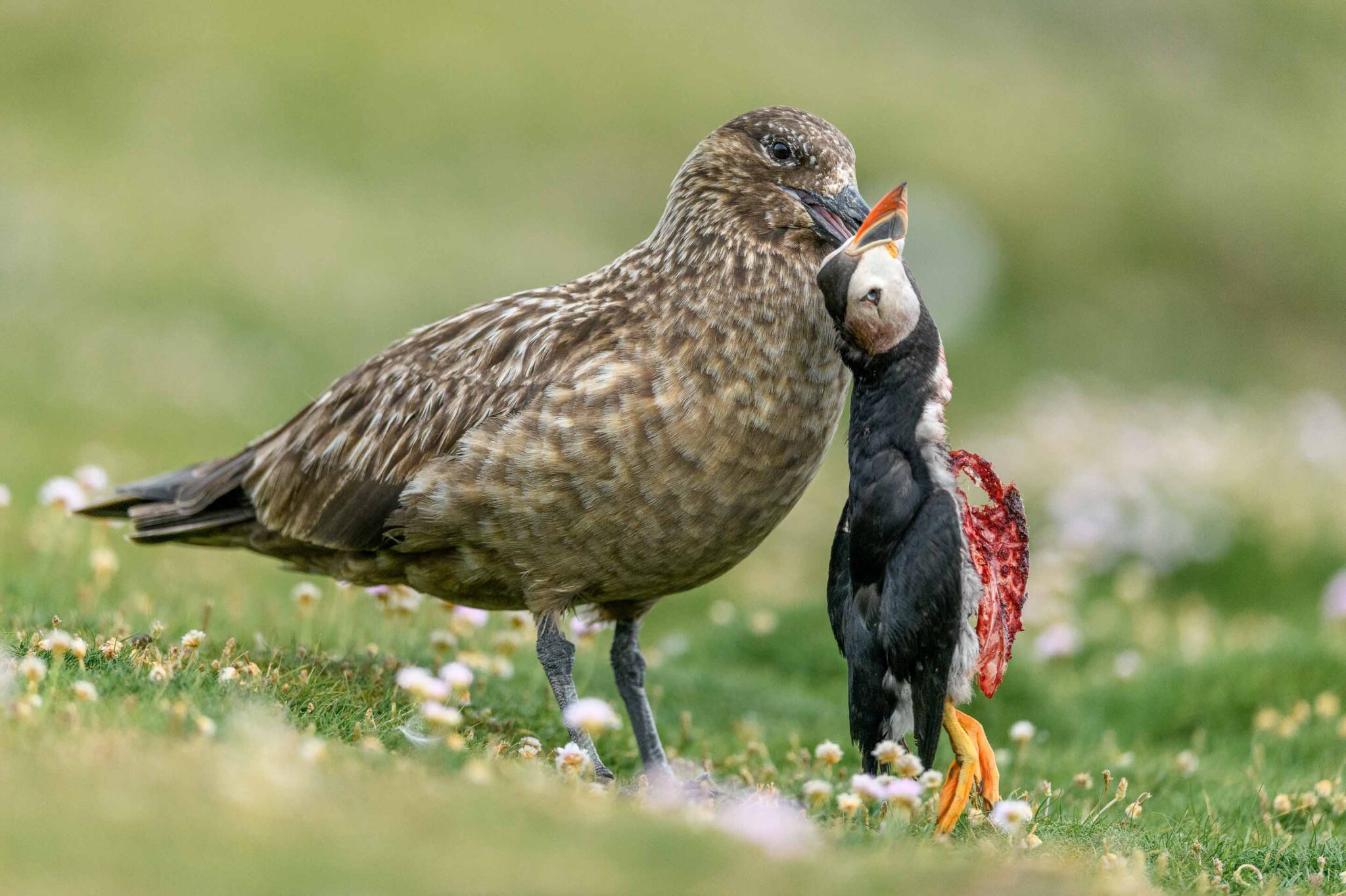 Awards and Accolades | Richard Peters Wildlife Photography