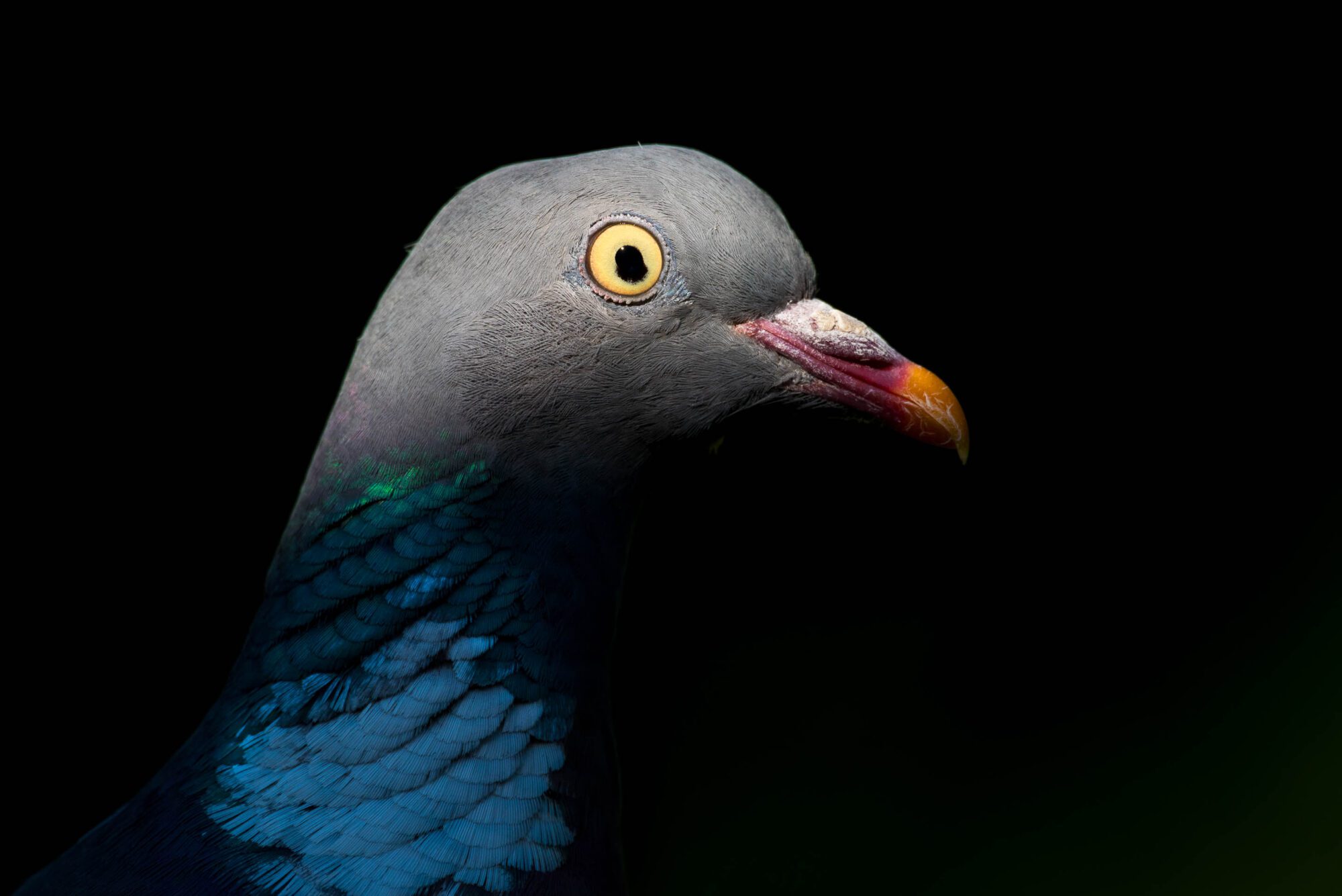 Awards and Accolades | Richard Peters Wildlife Photography