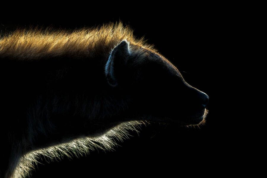 Awards and Accolades | Richard Peters Wildlife Photography