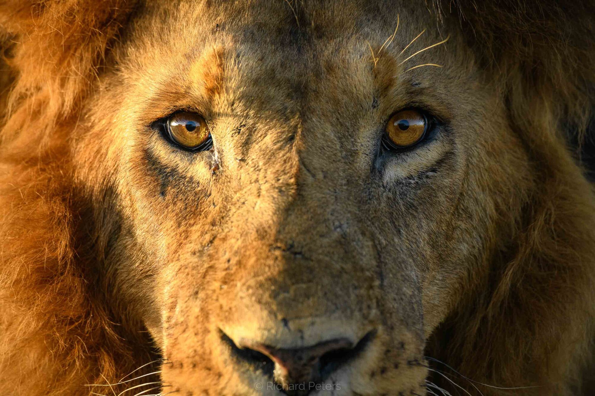 Richard Peters Wildlife Photography