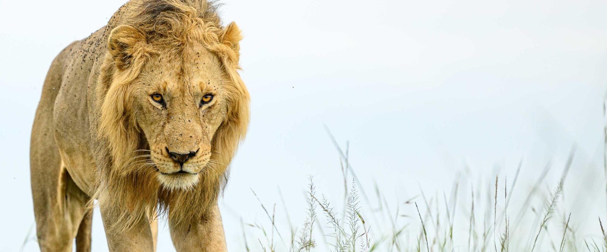 The Magic of the Mara | Richard Peters Wildlife Photography
