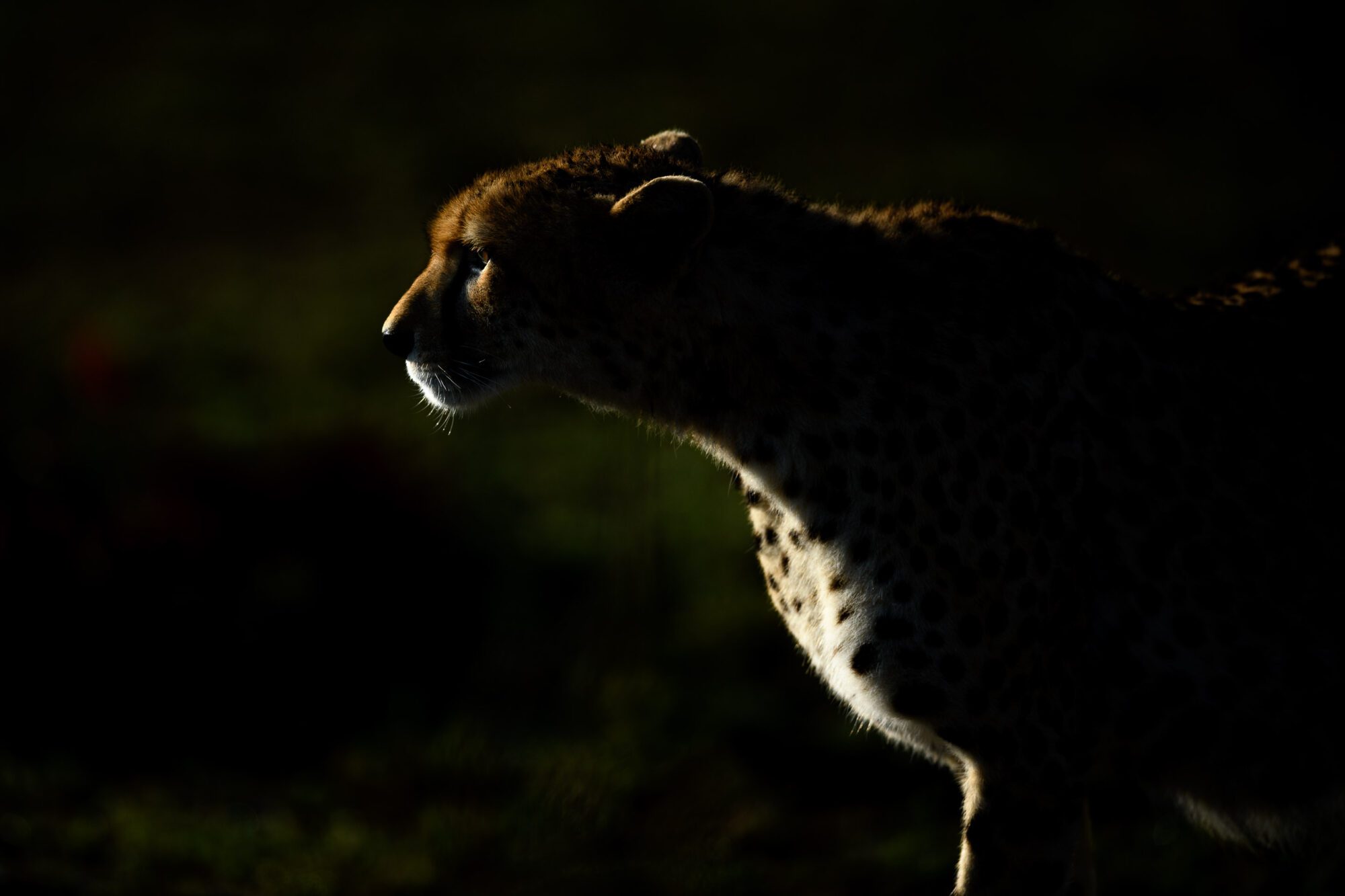 All about wildlife photographer, Richard Peters.