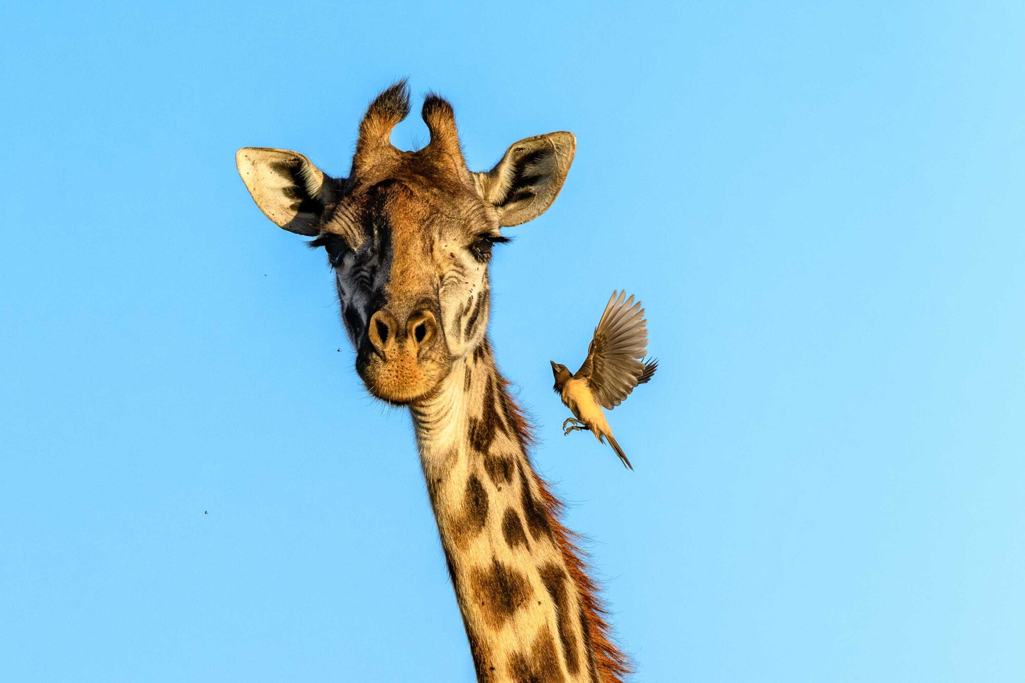 The Magic of the Mara | Richard Peters Wildlife Photography