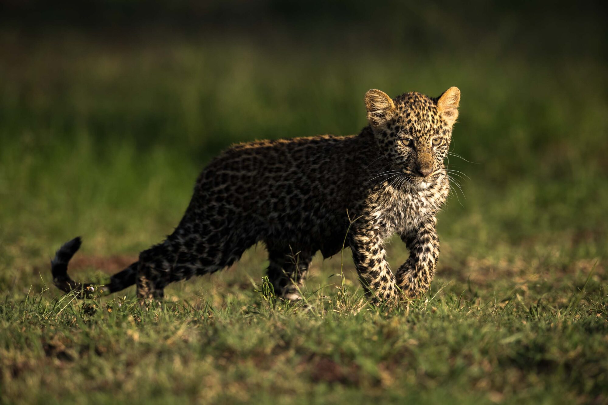 The Magic of the Mara | Richard Peters Wildlife Photography