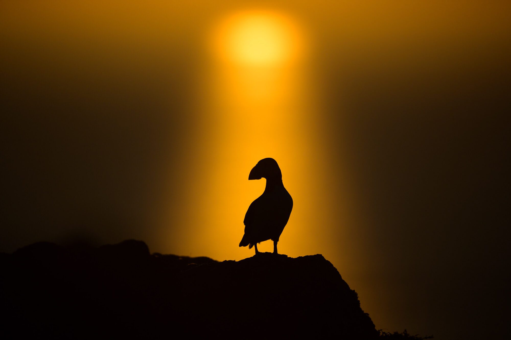 Richard Peters Wildlife Photography