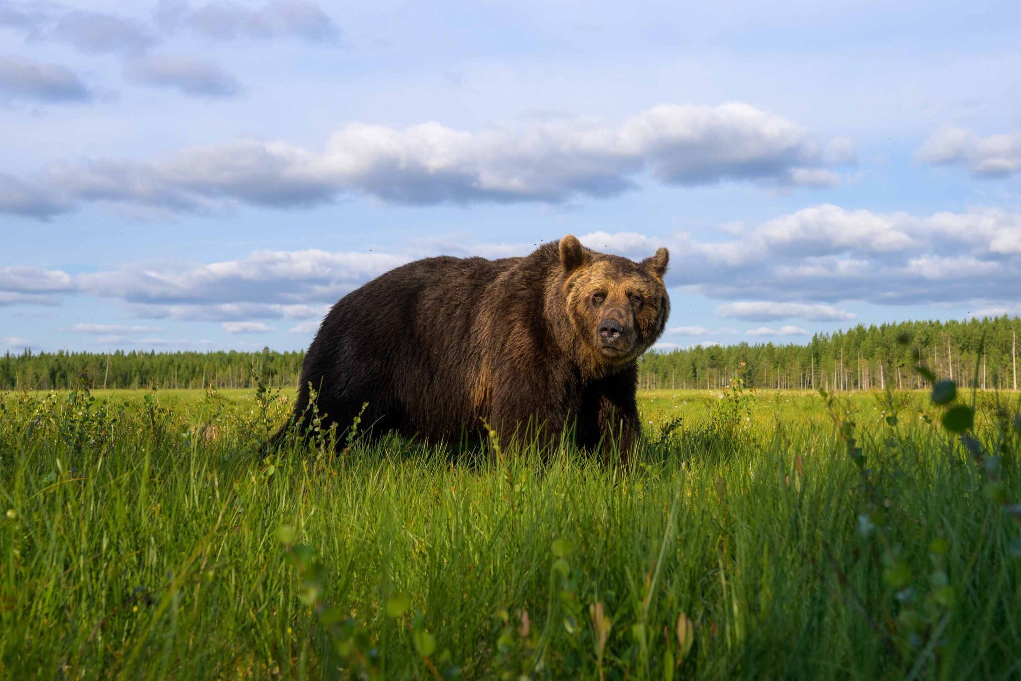 Wildlife photography workshops, safaris and one-to-one tuition ...