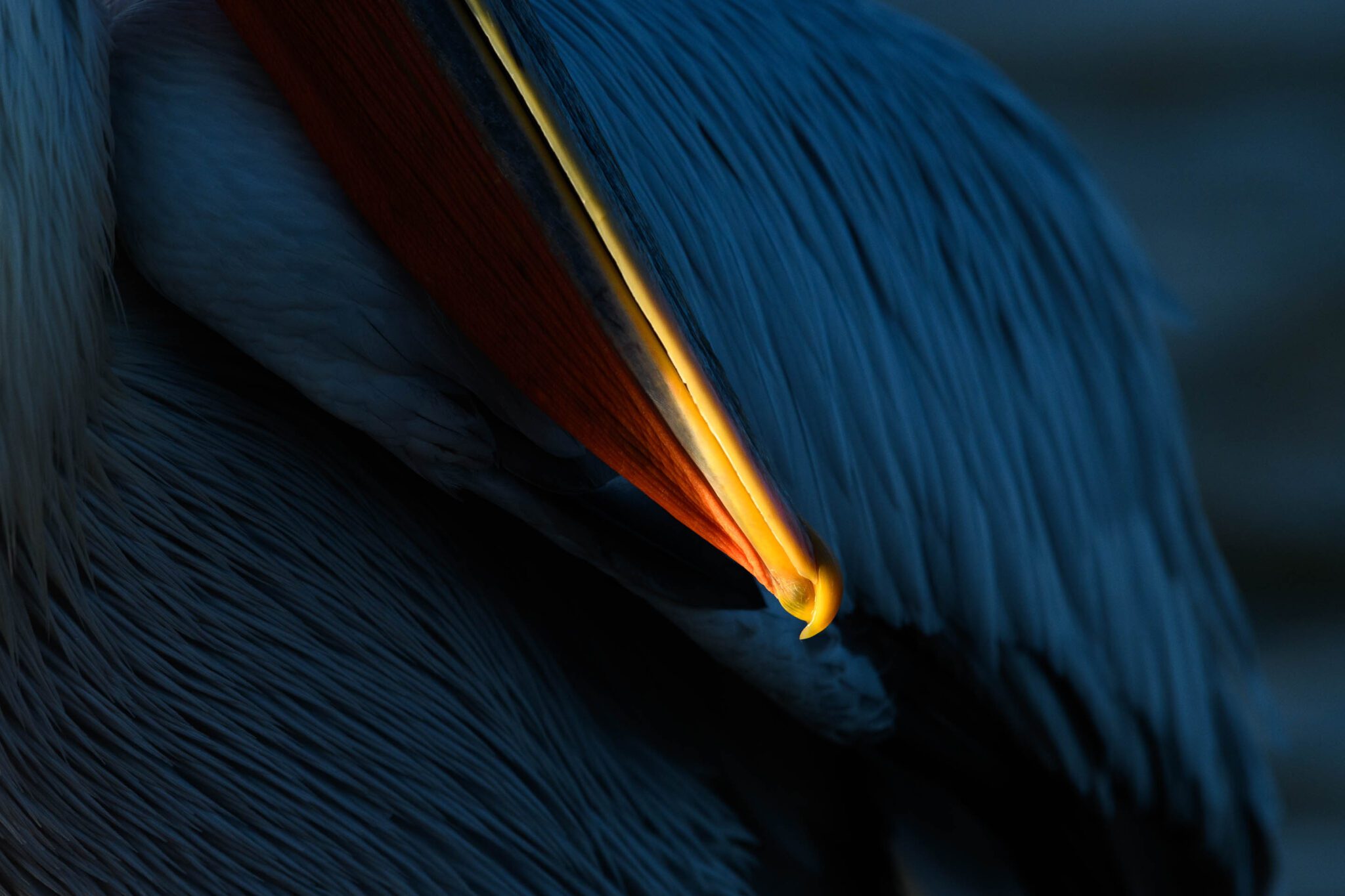 Photo Gallery | Richard Peters Wildlife Photography