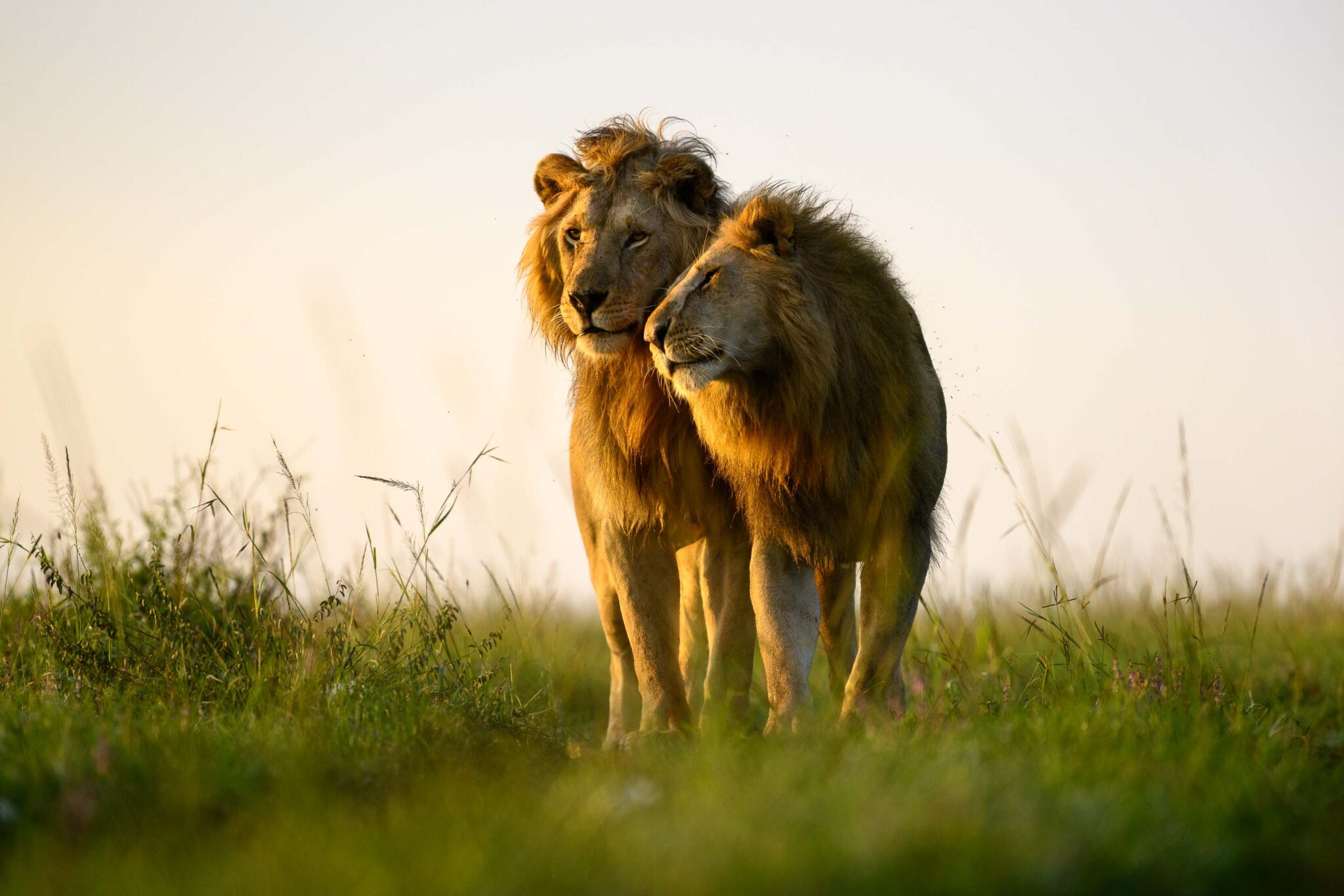Photo Gallery | Richard Peters Wildlife Photography