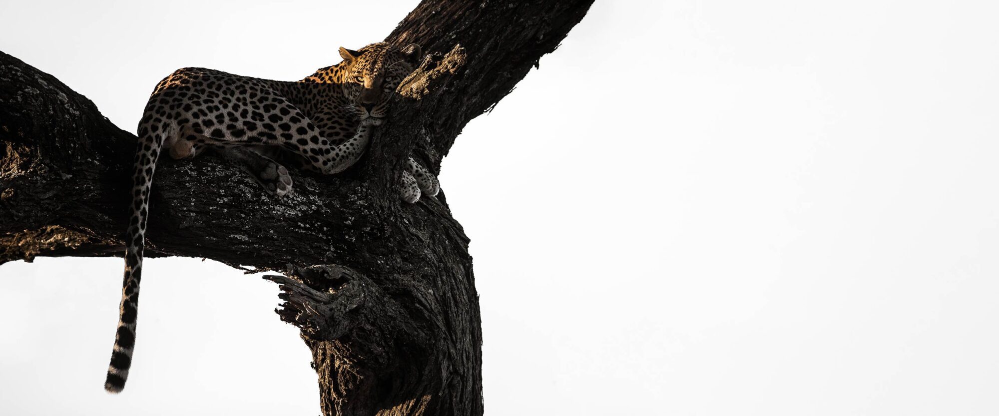 The Valley of the Leopard | Richard Peters Wildlife Photography