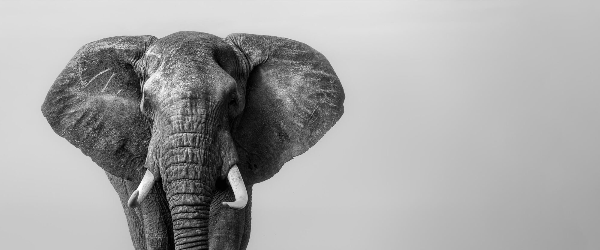 The Land of the Giants | Richard Peters Wildlife Photography