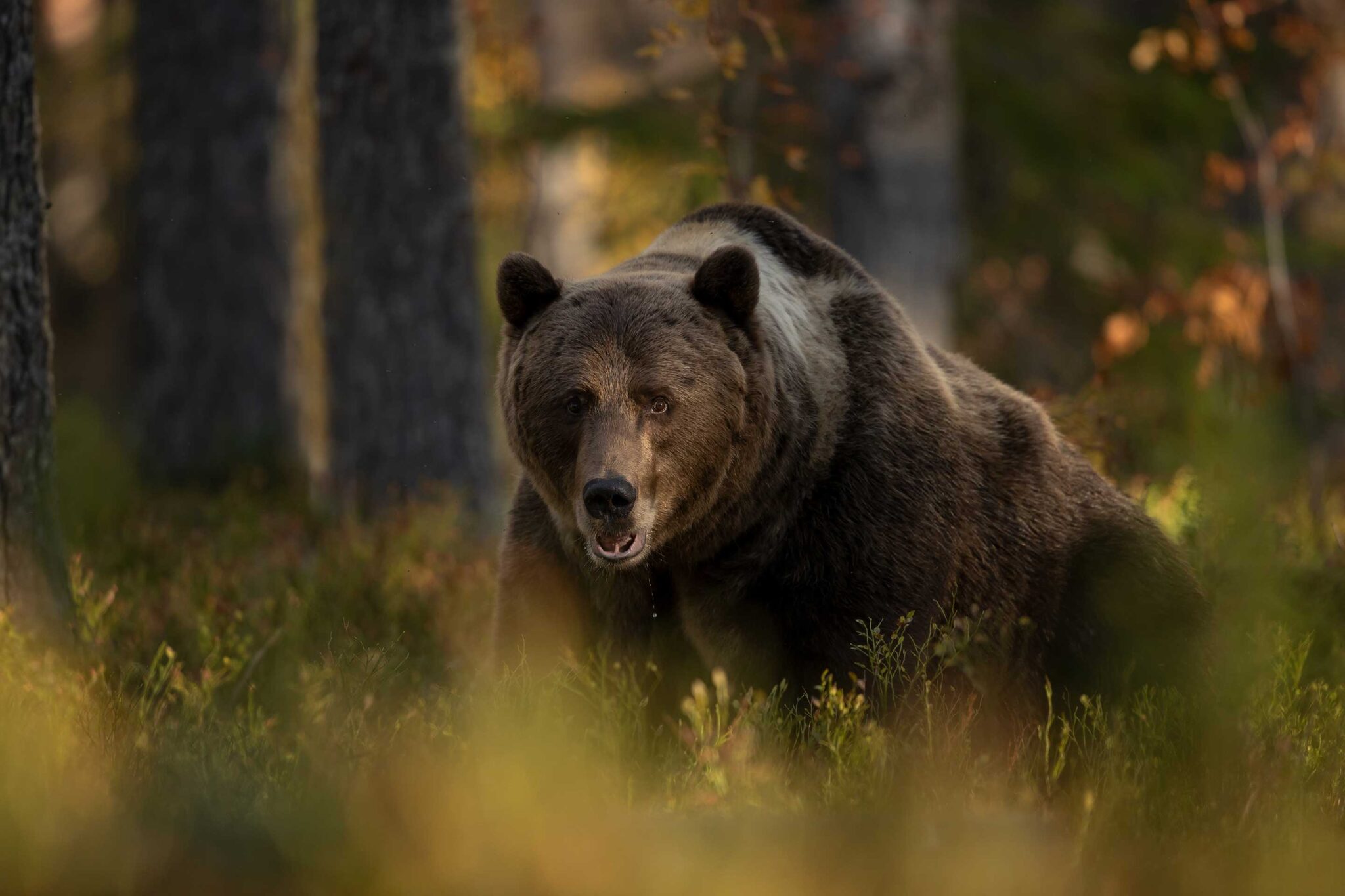 Finnish Autumn Predators | Richard Peters Wildlife Photography