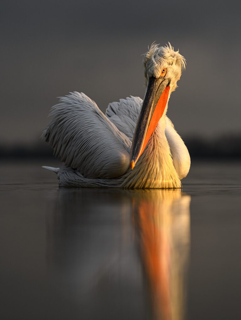 Nikon D4 vs D3s: initial review and comparison | Richard Peters ...