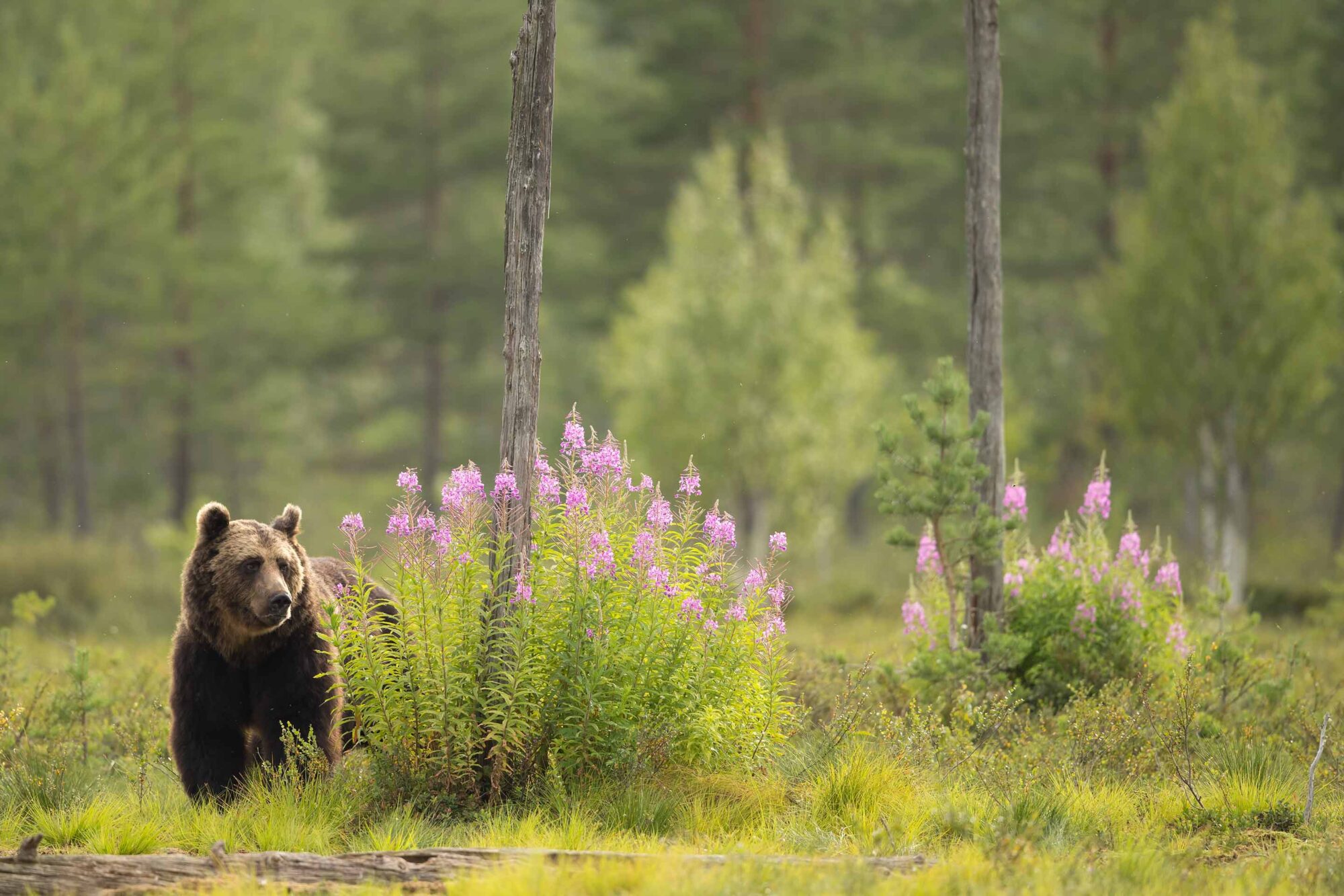 Finland Summer Predators | Richard Peters Wildlife Photography