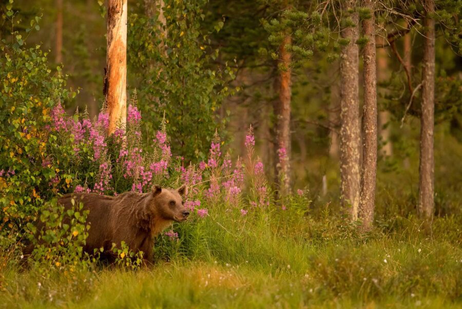Finland Summer Predators | Richard Peters Wildlife Photography