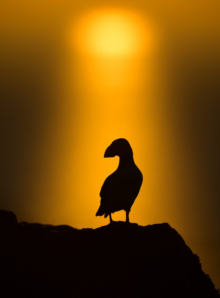 Richard Peters Wildlife Photography