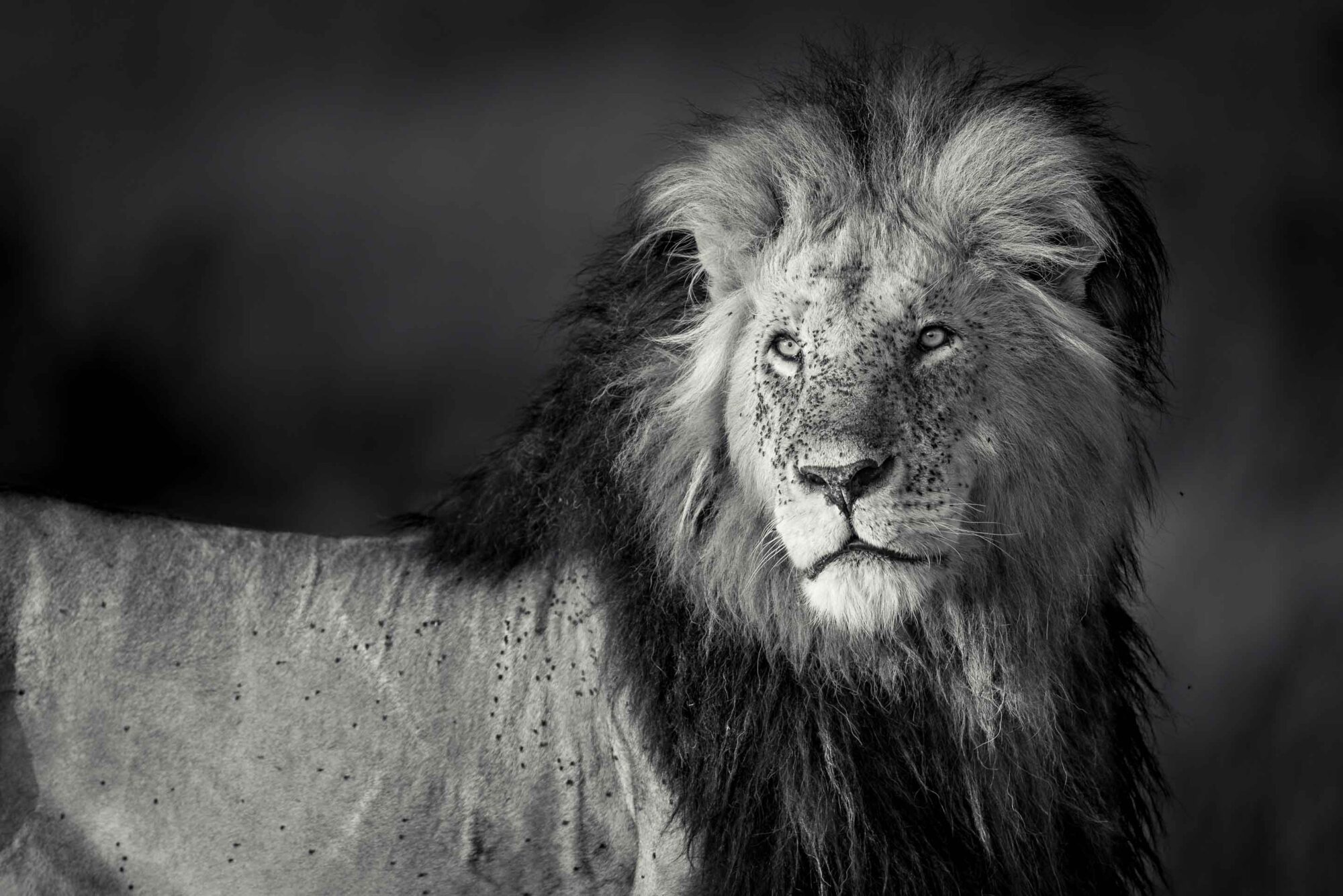 Photo Gallery | Richard Peters Wildlife Photography