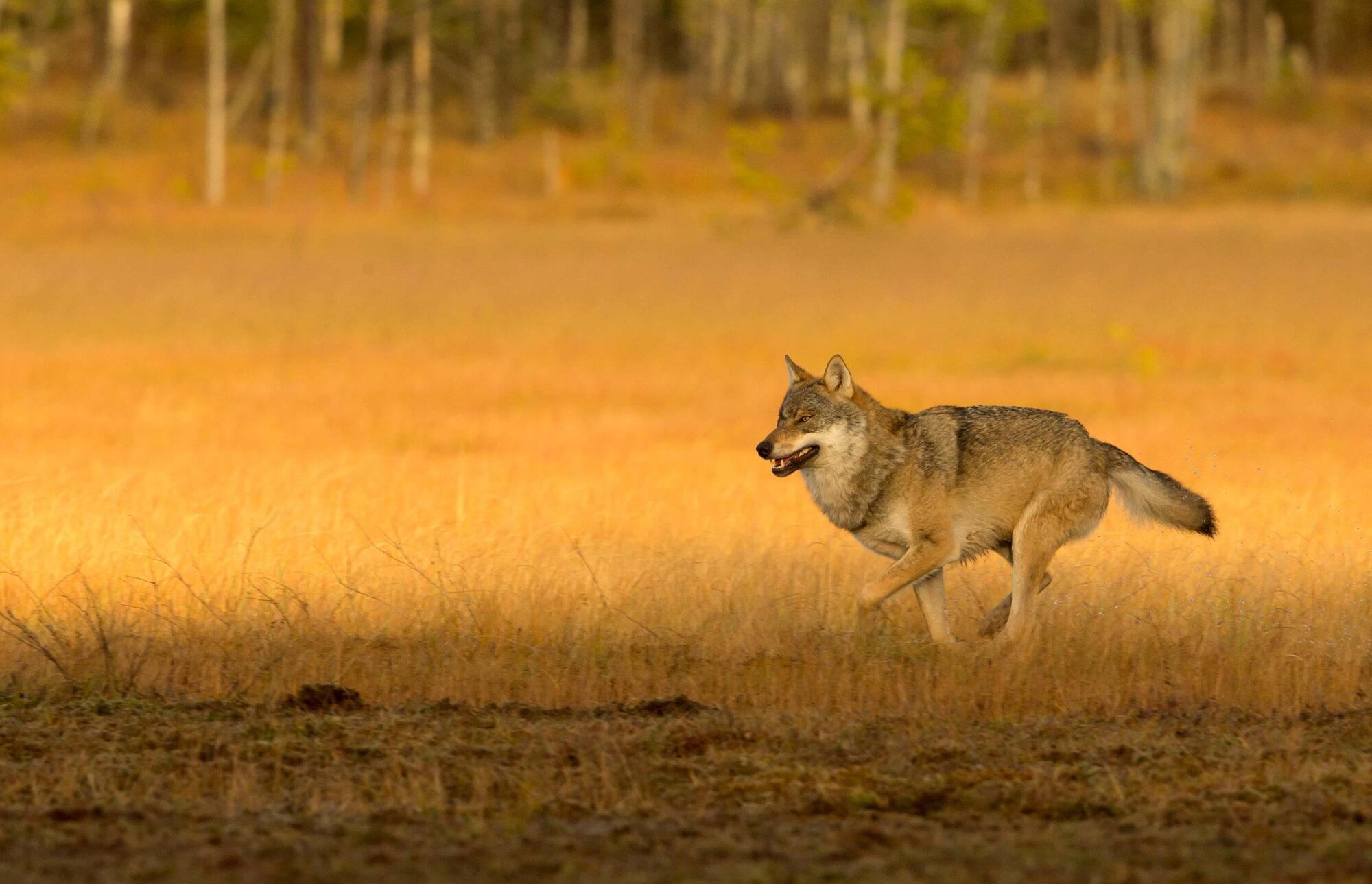 Finland Summer Predators | Richard Peters Wildlife Photography