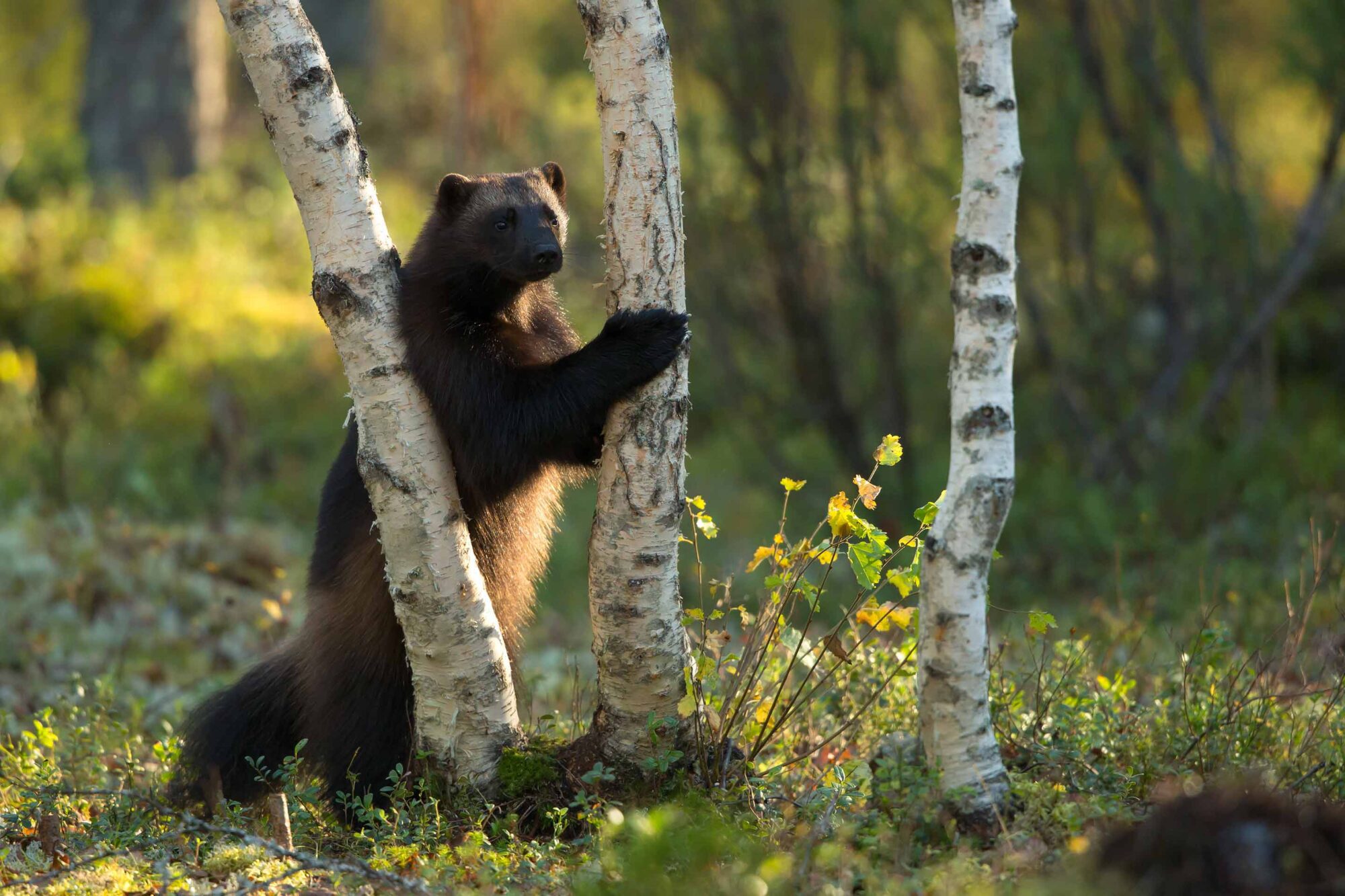 Finland Summer Predators | Richard Peters Wildlife Photography