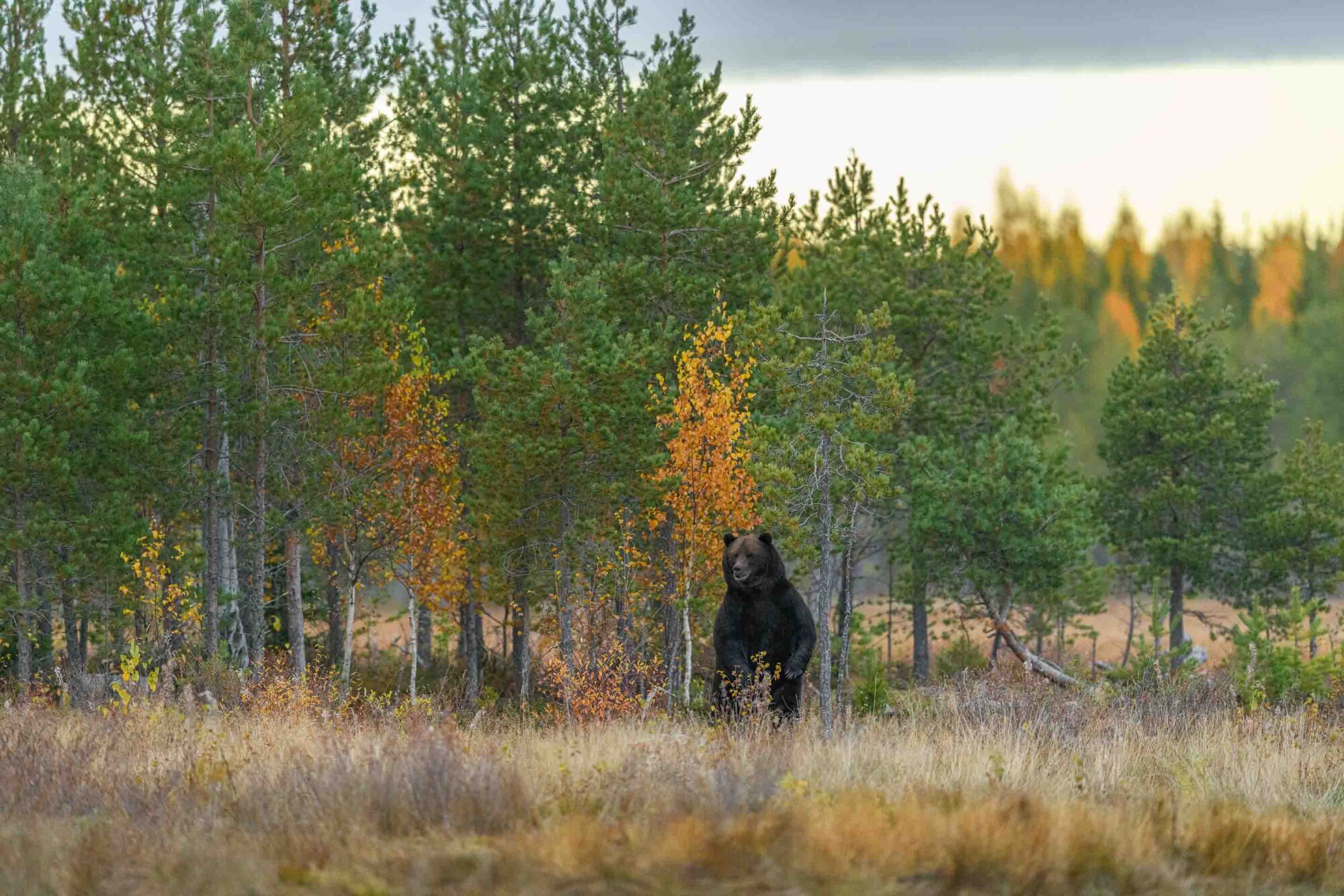 Finnish Autumn Predators | Richard Peters Wildlife Photography