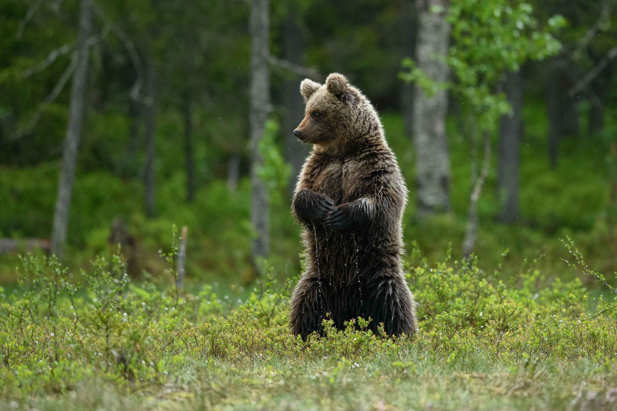 Finland Brown Bears | Richard Peters Wildlife Photography