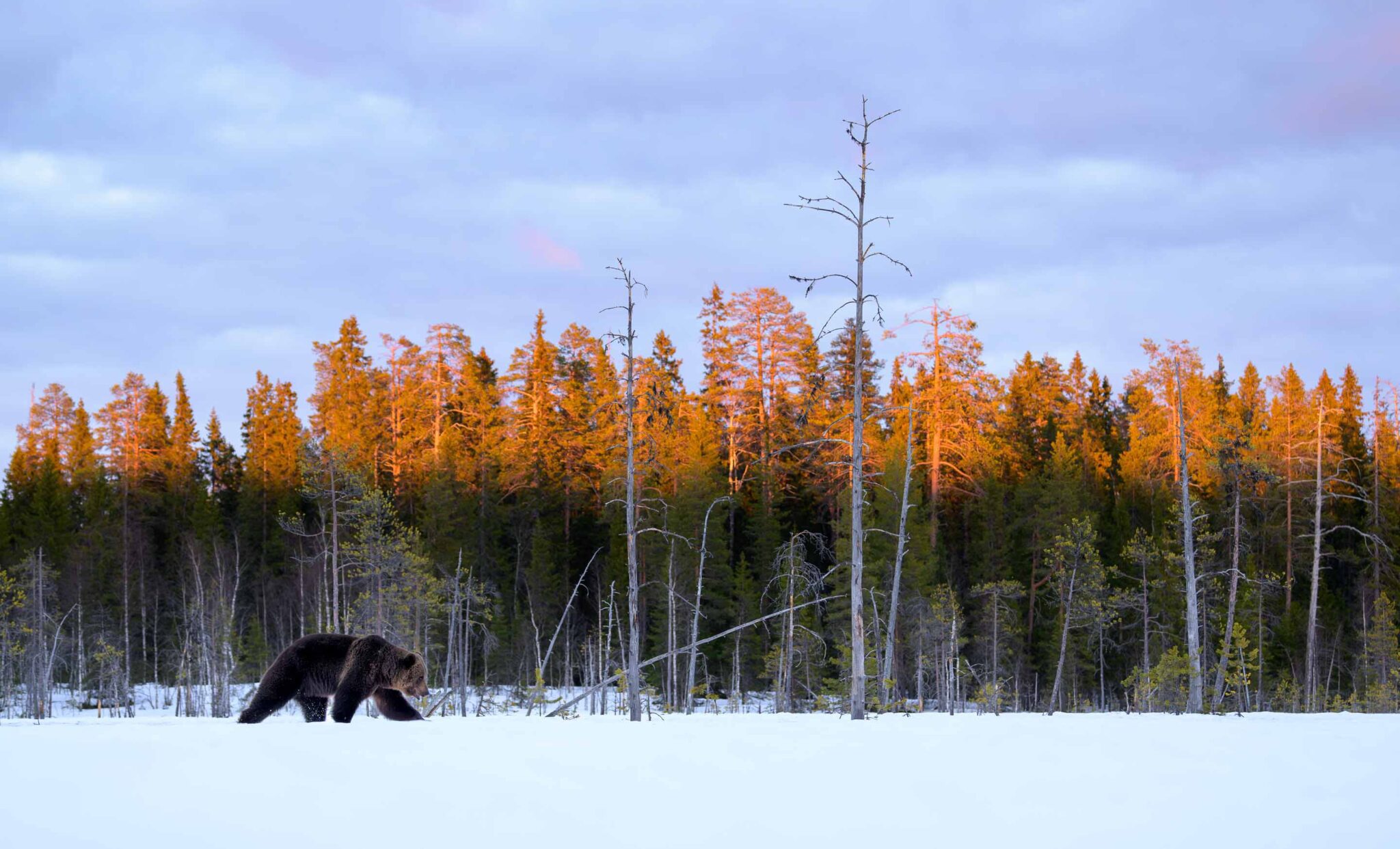 Photo Gallery | Richard Peters Wildlife Photography