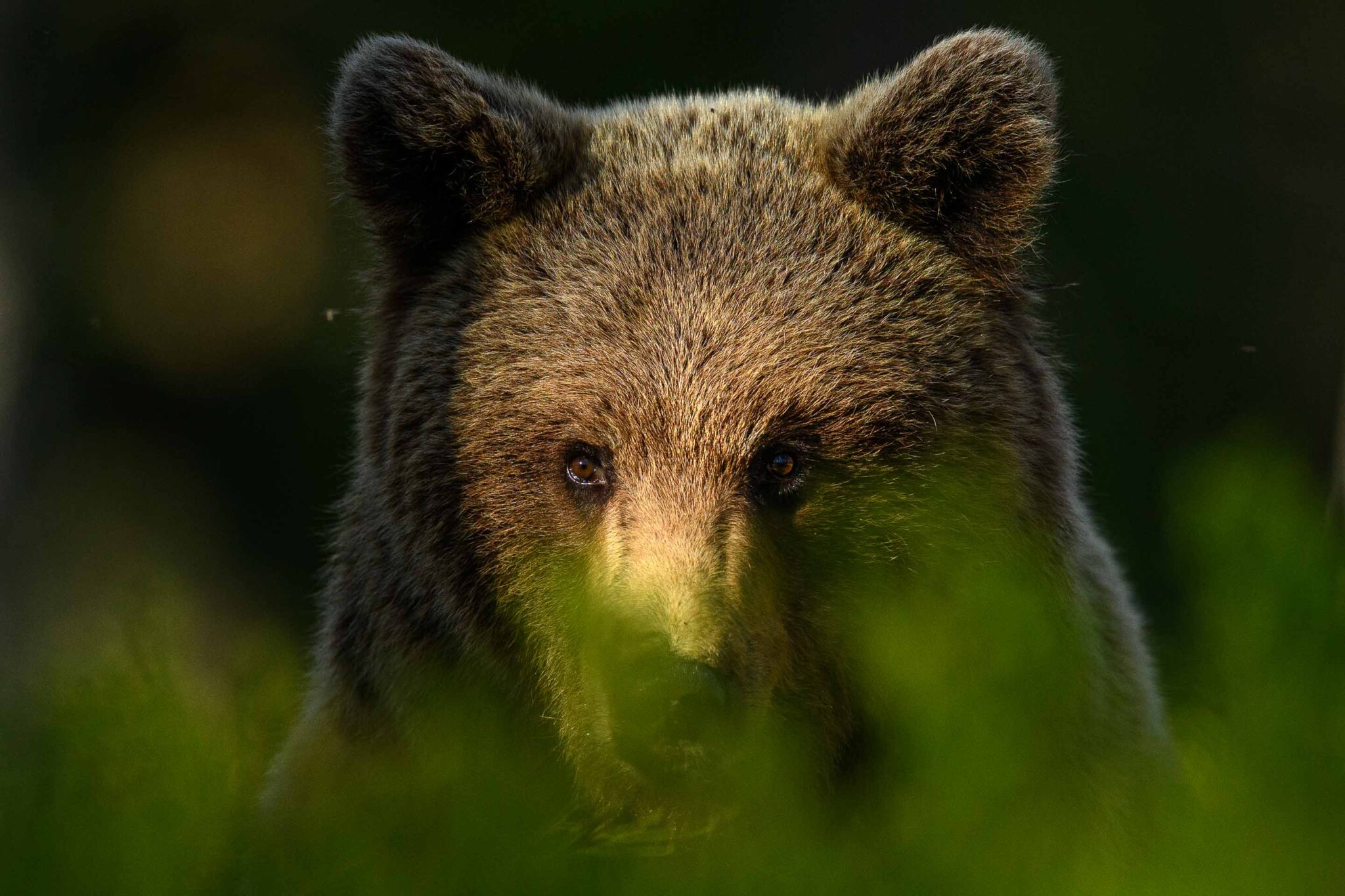 Wildlife photography workshops, safaris and one-to-one tuition ...