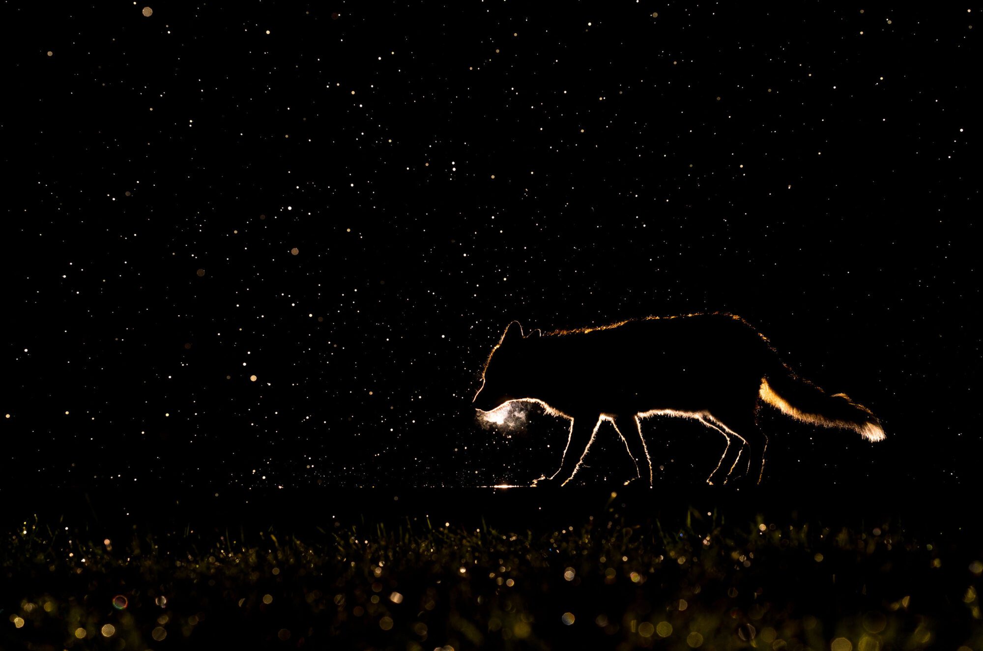Photo Gallery | Richard Peters Wildlife Photography