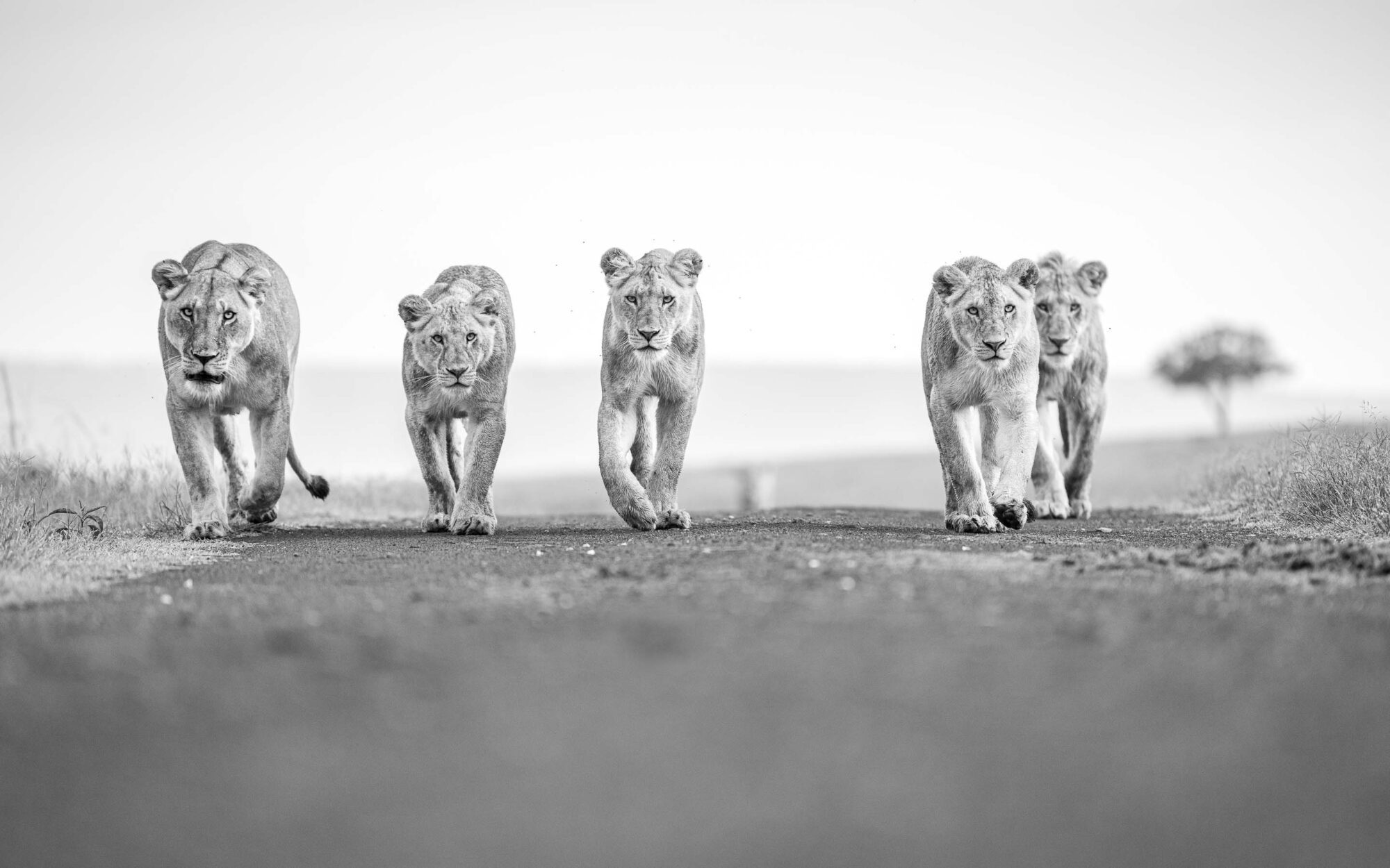 Photo Gallery | Richard Peters Wildlife Photography