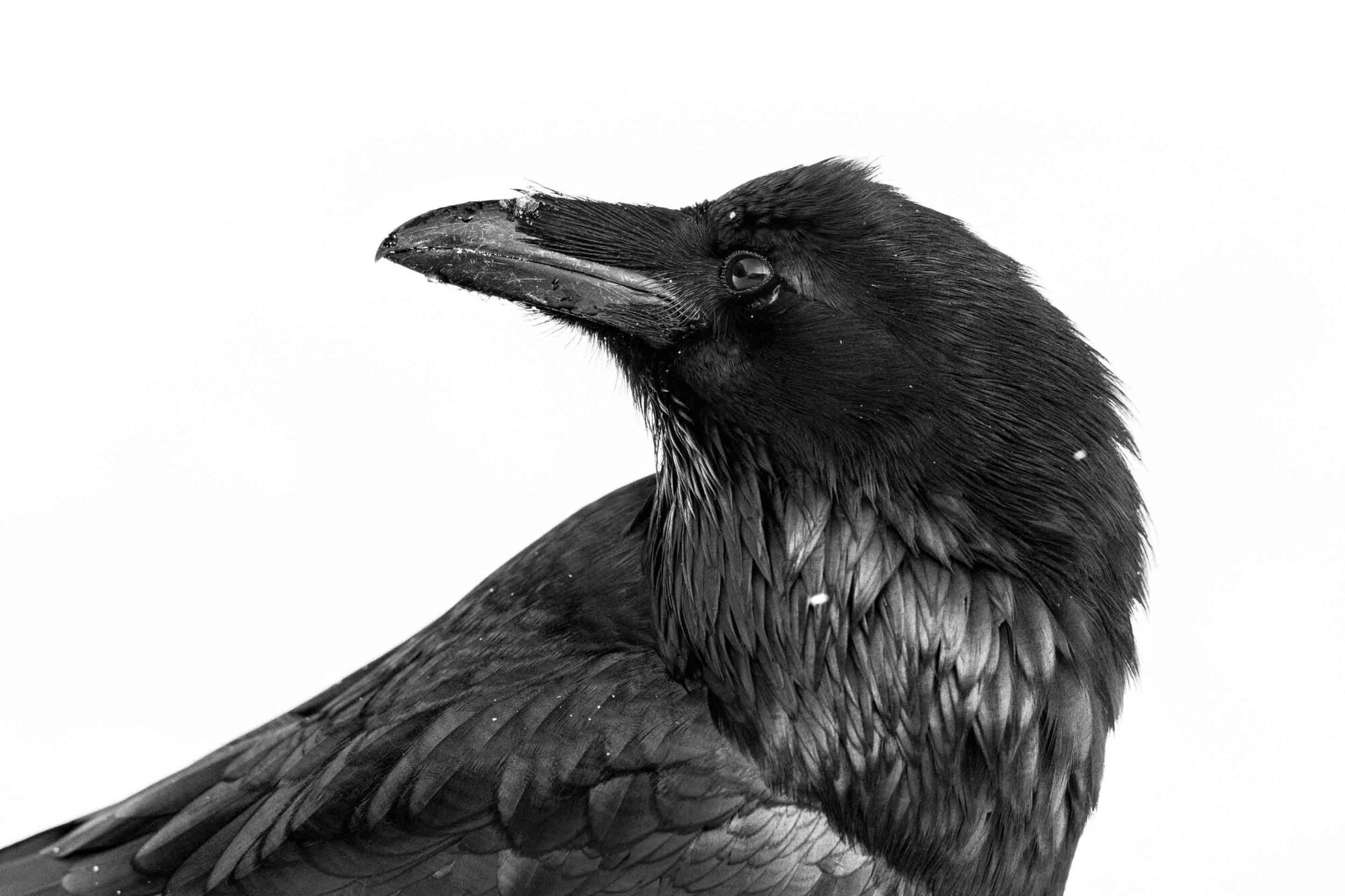 All about wildlife photographer, Richard Peters.