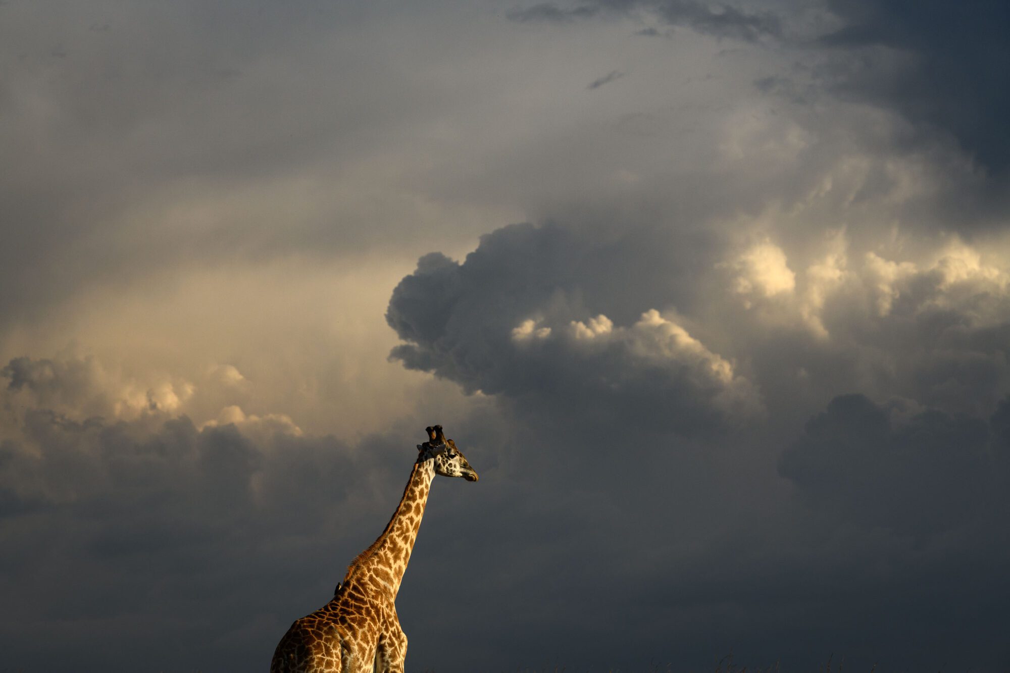 Photo Gallery | Richard Peters Wildlife Photography