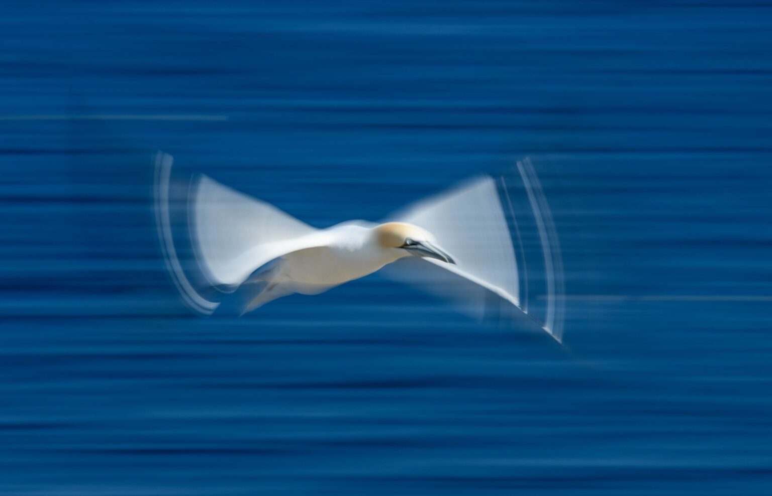 Awards and Accolades | Richard Peters Wildlife Photography