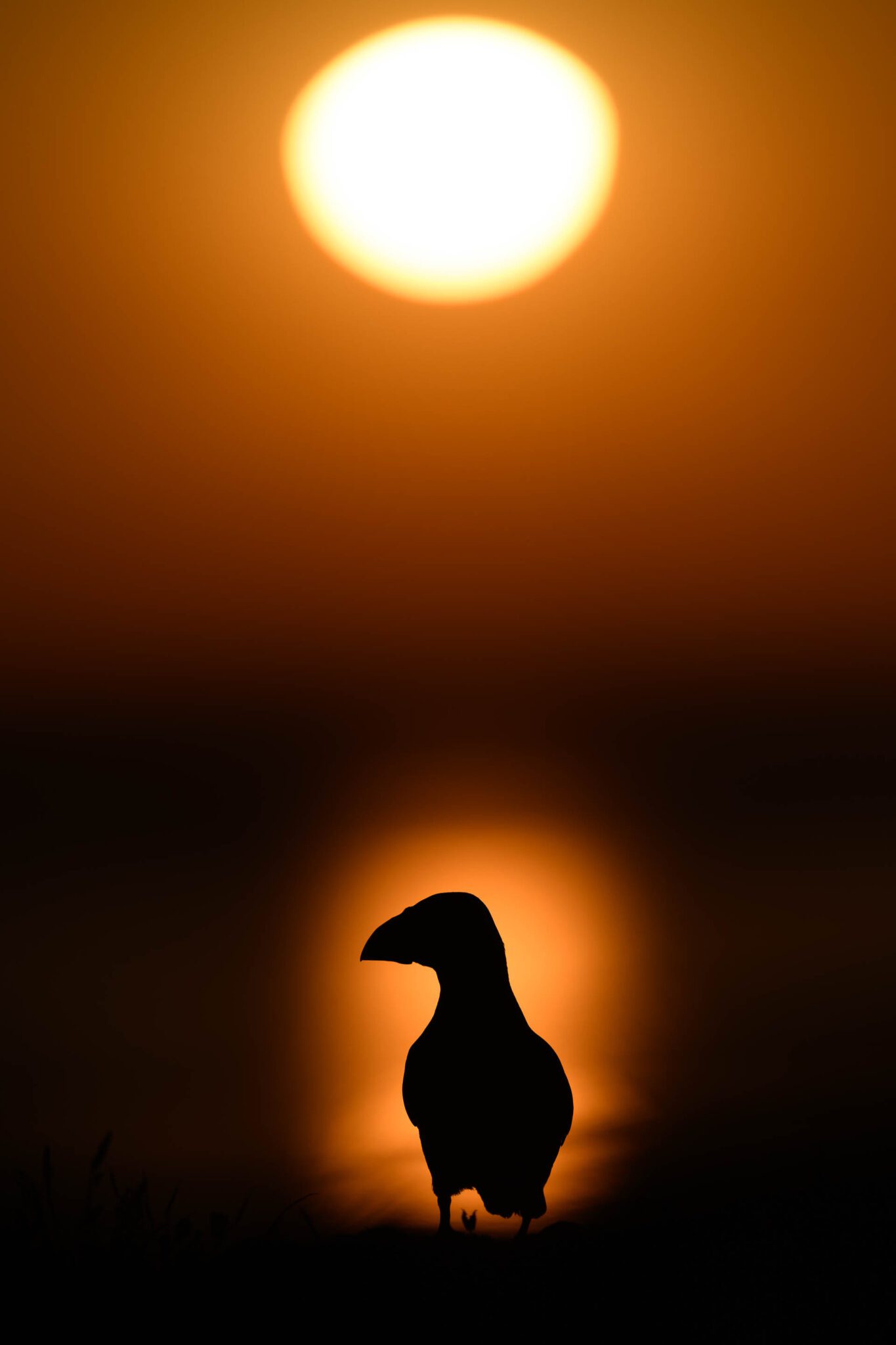 Awards and Accolades | Richard Peters Wildlife Photography