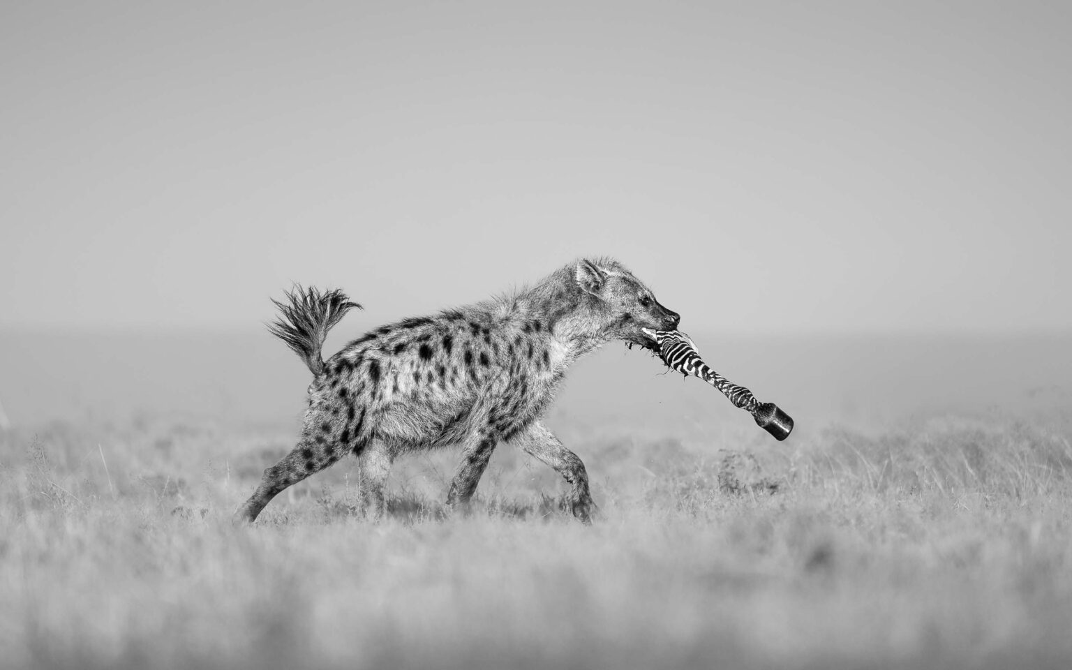 Photo Gallery | Richard Peters Wildlife Photography
