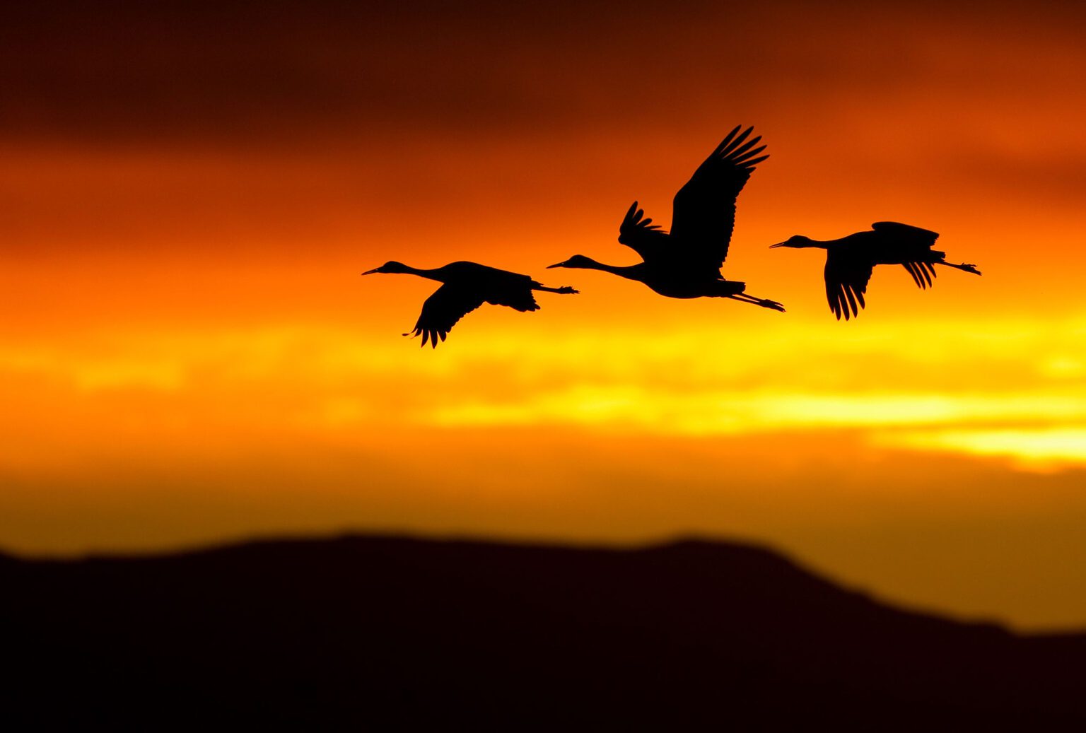 Wildlife photography workshops, safaris and one-to-one tuition ...